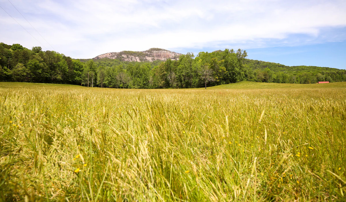 Land Conservation Program | Upstate Forever