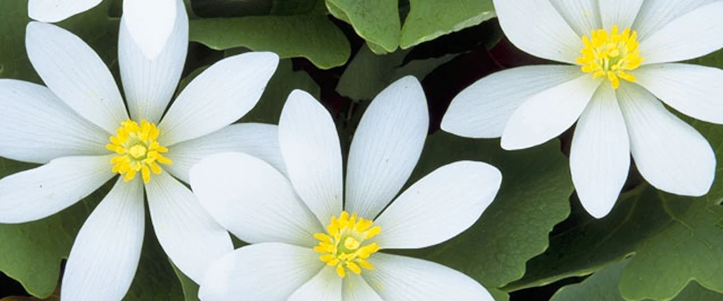 Local plants and their uses by the Cherokee | Upstate Forever
