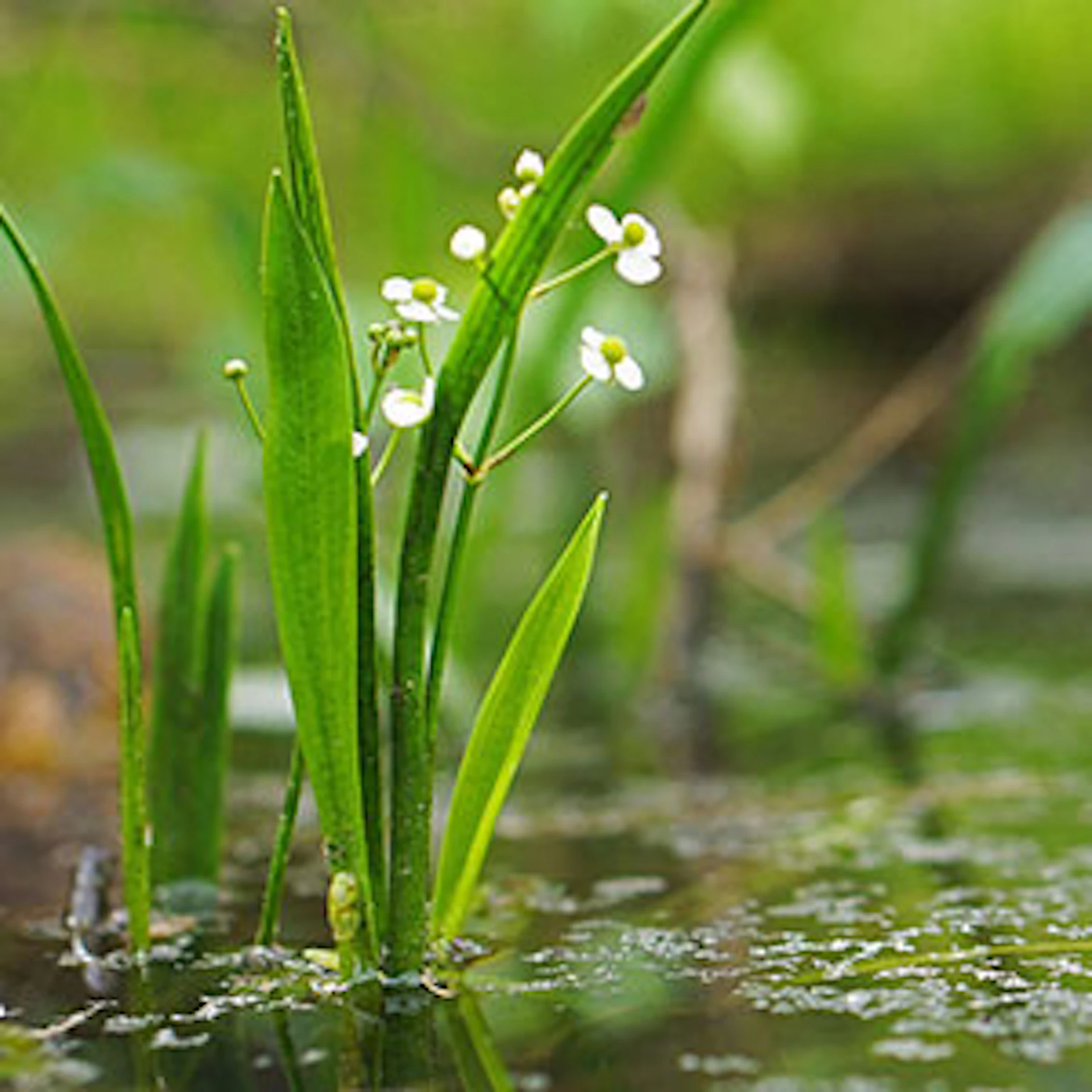 Ultra-rare plant habitat protected in Travelers Rest | Upstate Forever