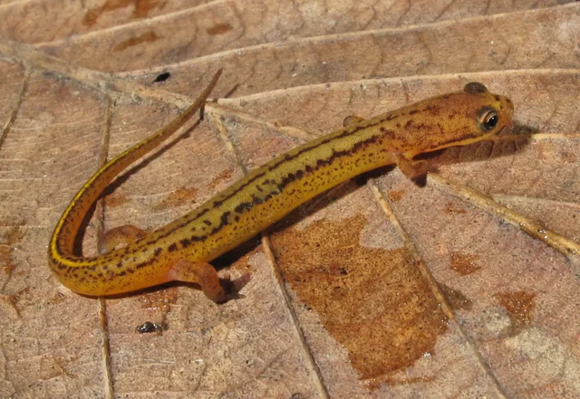 This tiny, rare salamander calls the Chattooga area home | Upstate ...